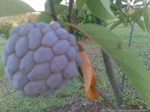 Singapore Plants Lover: September 2009